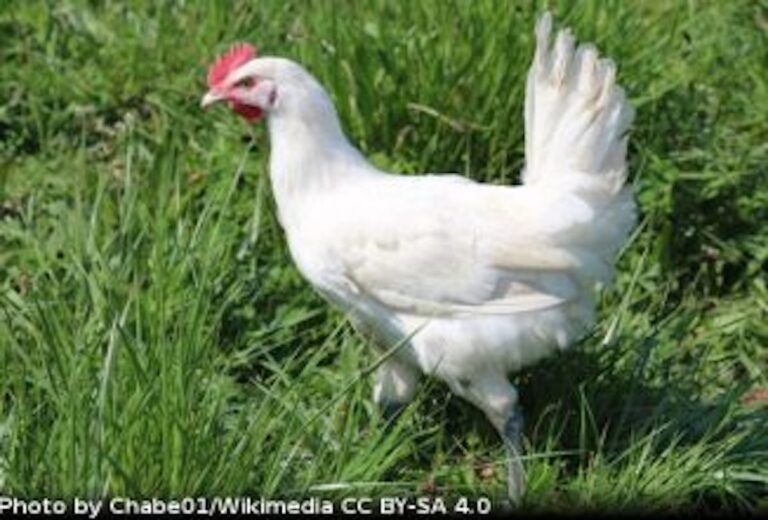 Bresse Chicken Breed Profile - Backyard Poultry